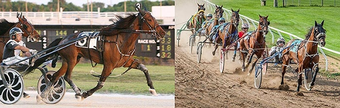 American Trotter - Cavalos do Sul
